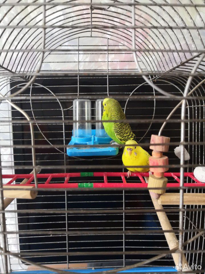 Отдадим два попугая в добрые руки