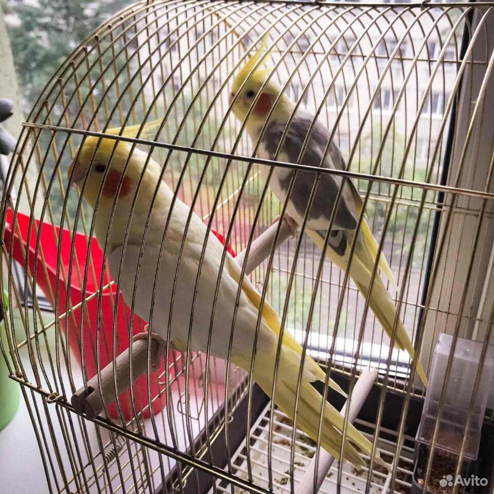 Попугай Карелла