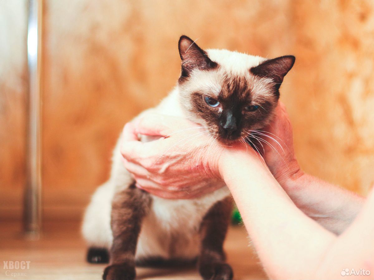 Голубоглазка Ася, 2 года, сиамская