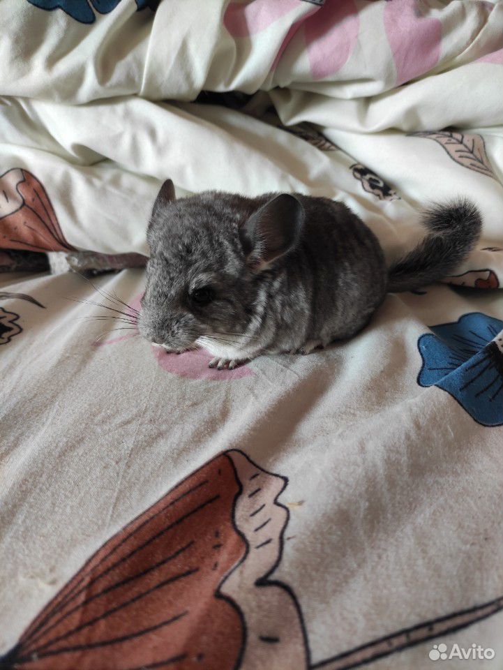 Шиншилла стандарт