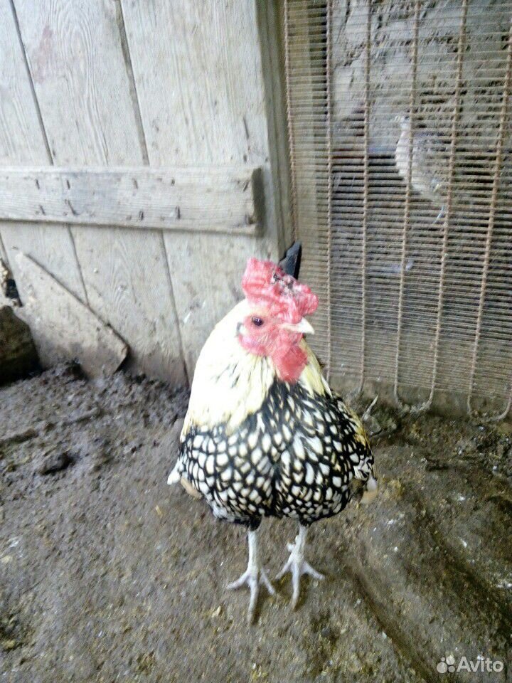 Карликовые цыплята