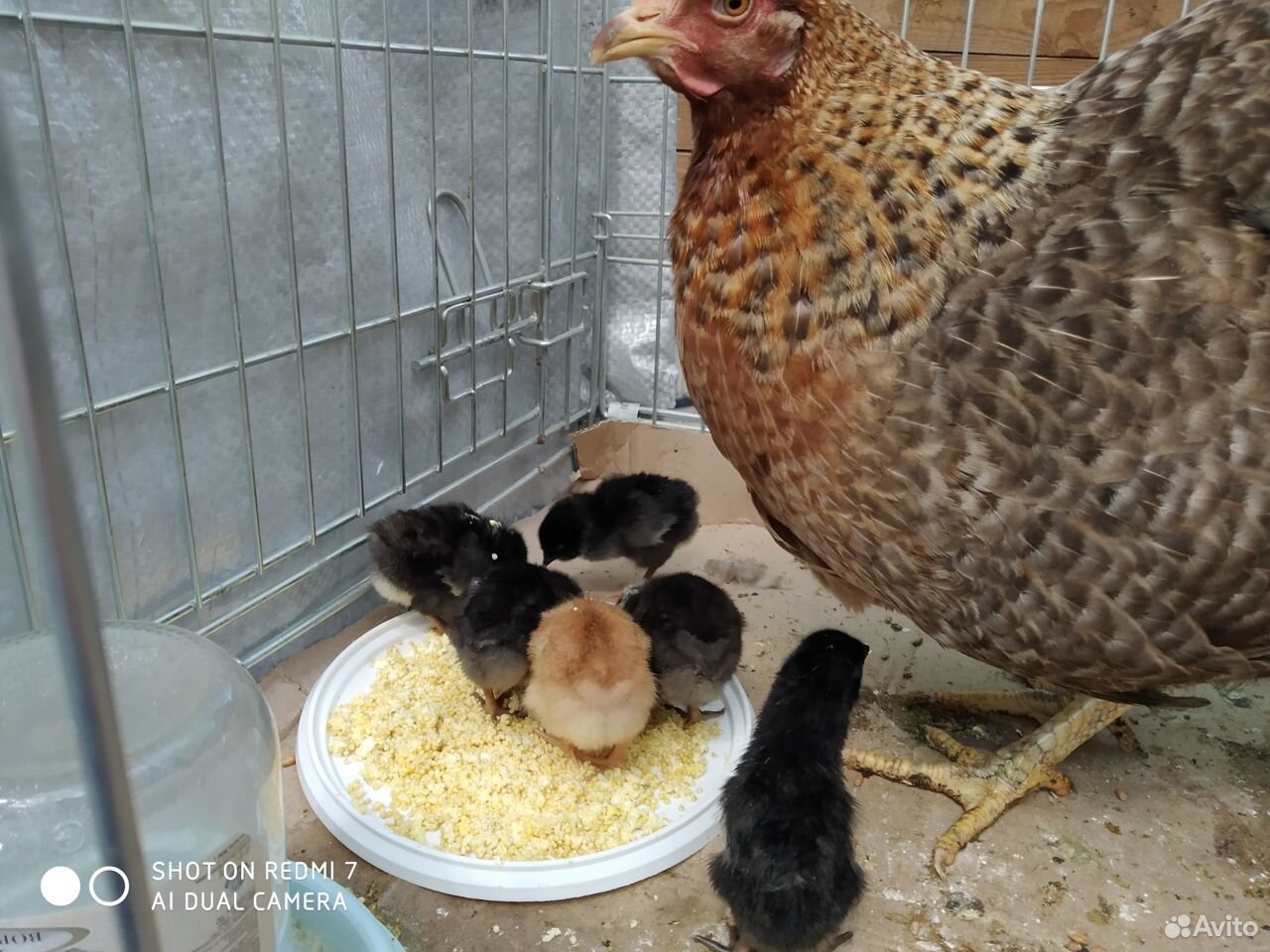 Клушка с цыплятами