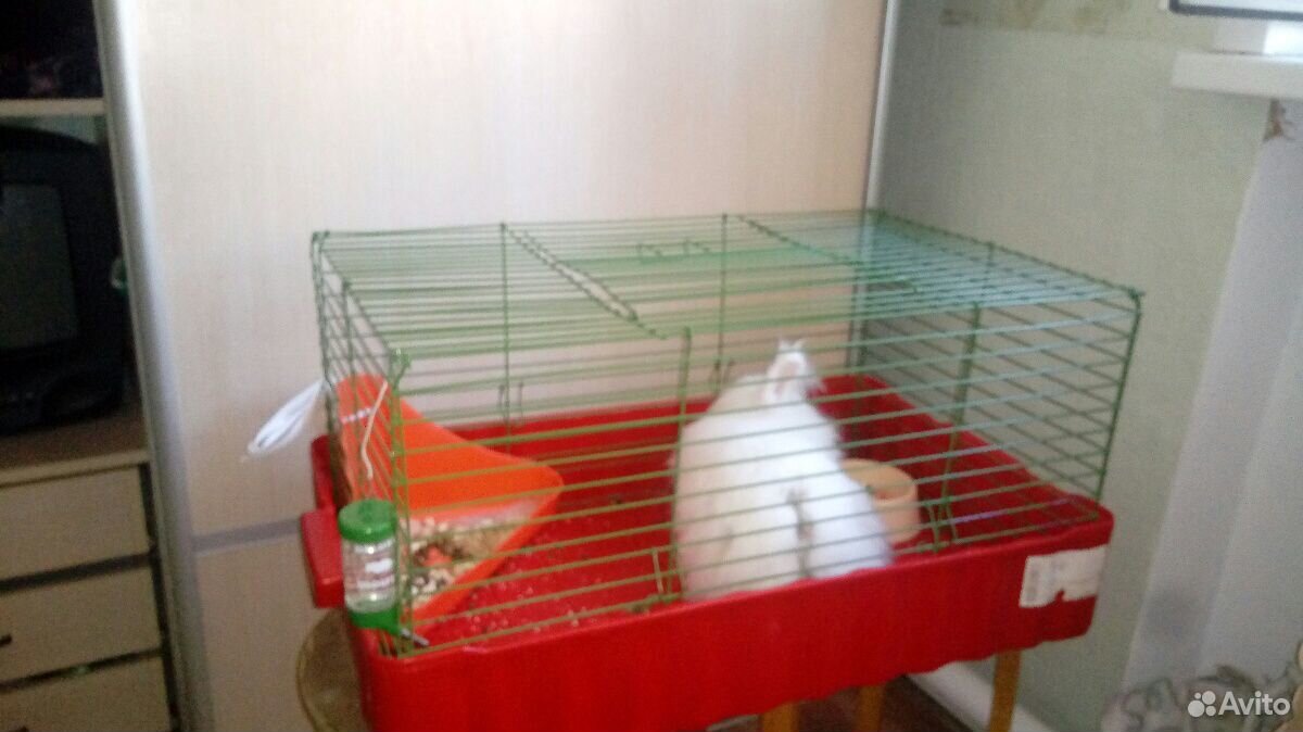 Декоративный кролик