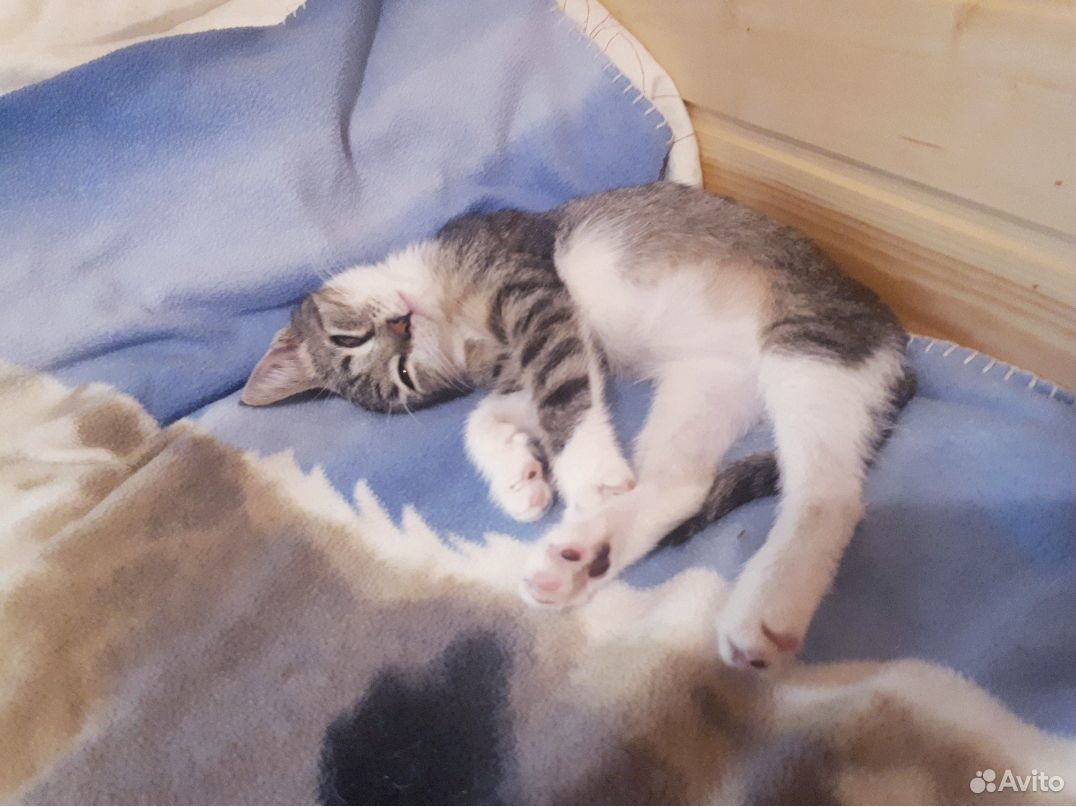 Сладкий мякиш