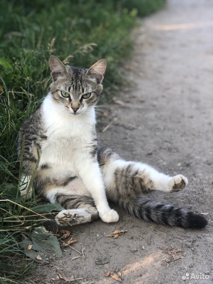 Кошка Маркиза