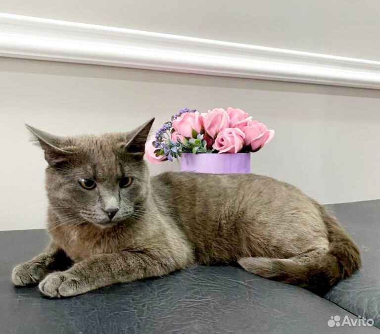 Скорее забирайте Марсика в семью