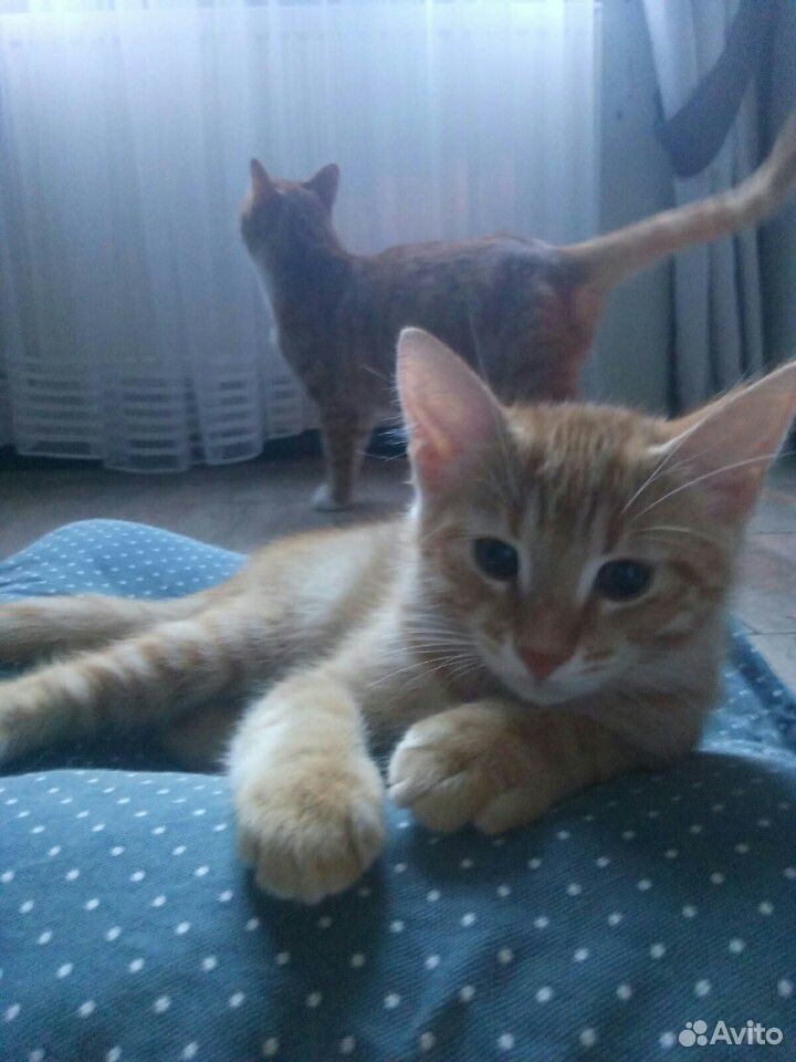 Кошка