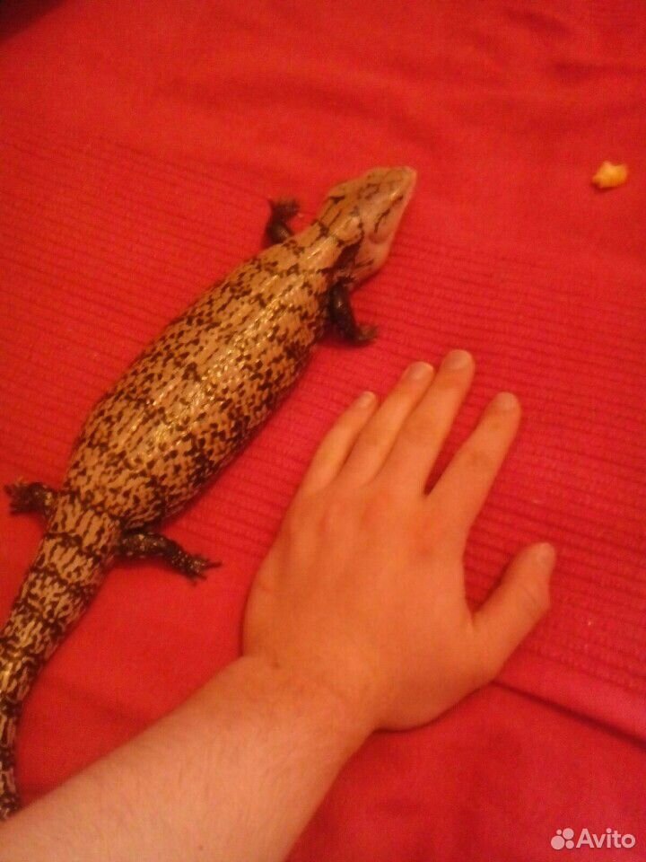 Синеязыкий сцинк