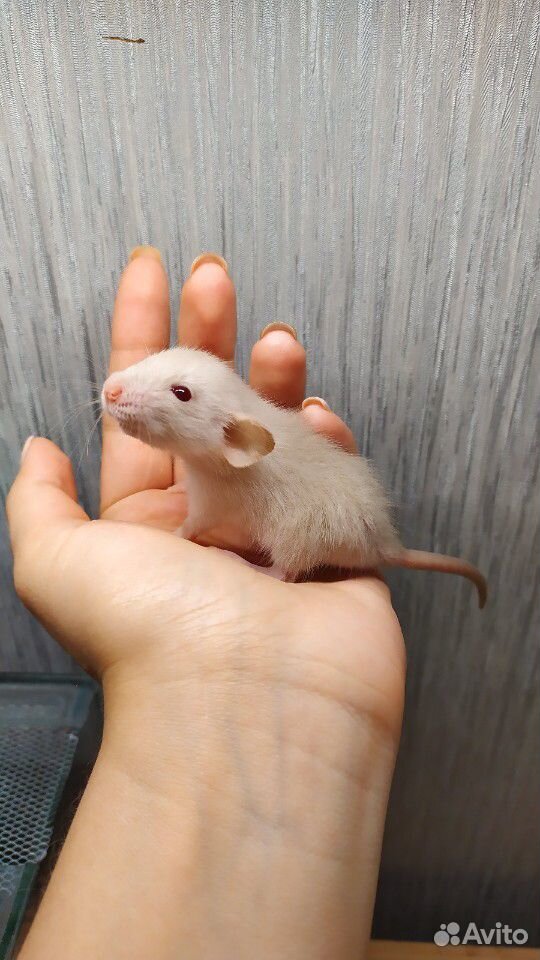 Декоративные крысята