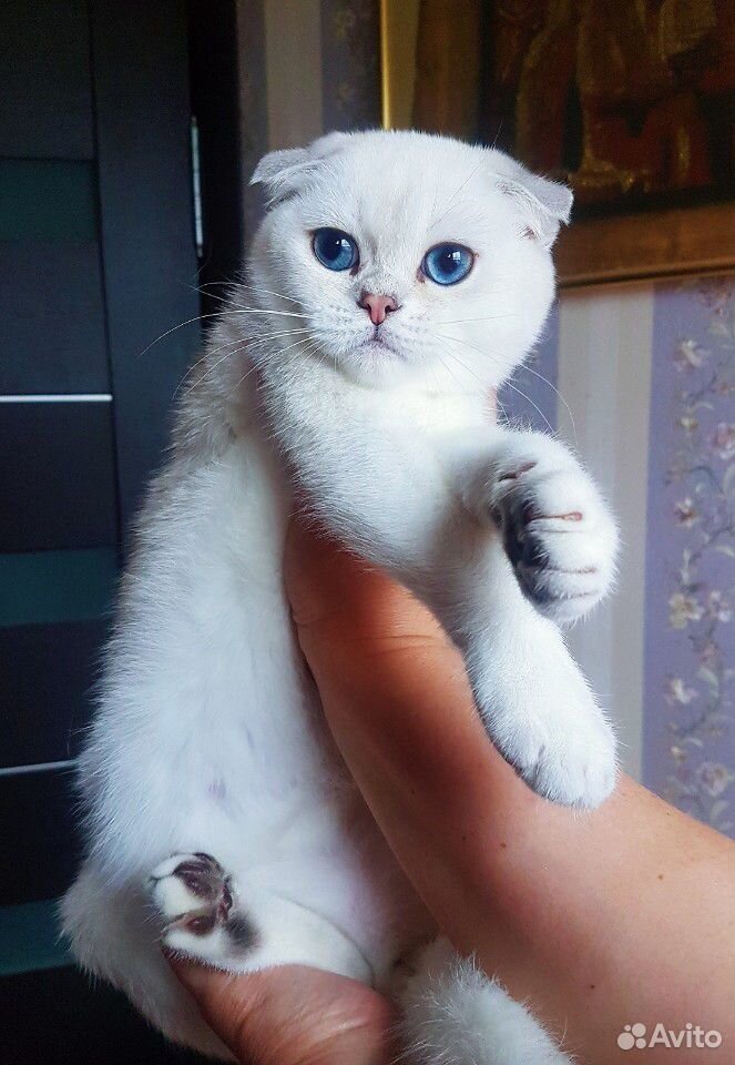 Плюшевый котик с сапфировыми глазками