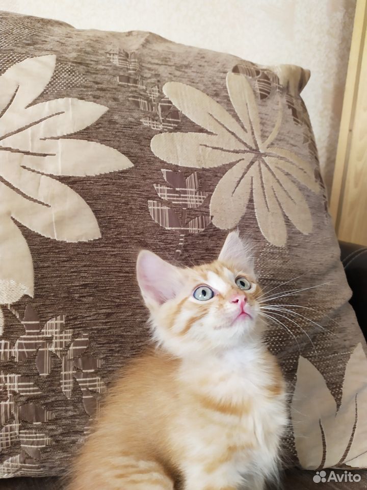 Котенок ищет друзей