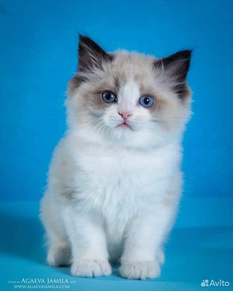 Малыш Регдолл