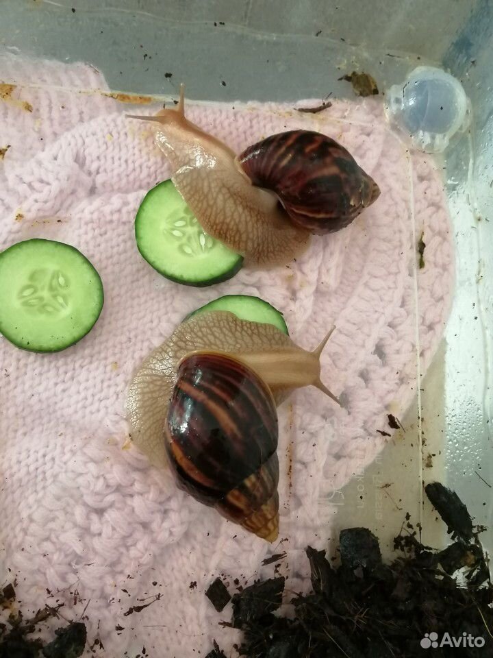 Улитка ахатинская