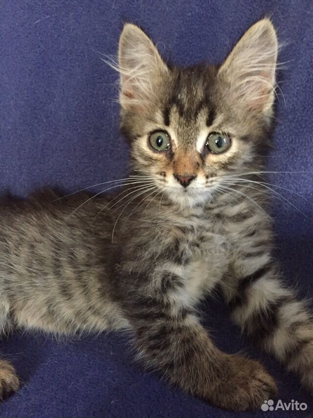 Котенок Леопольд