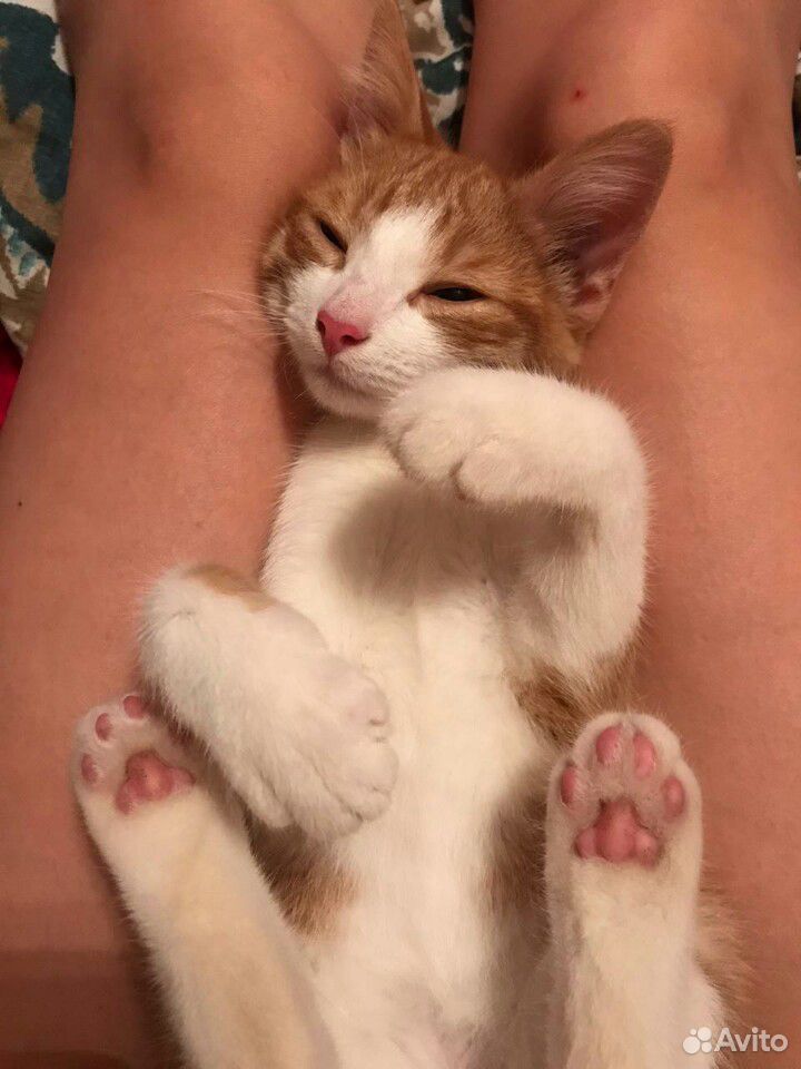 Чудесный рыжий котенок, 3,5 месяца