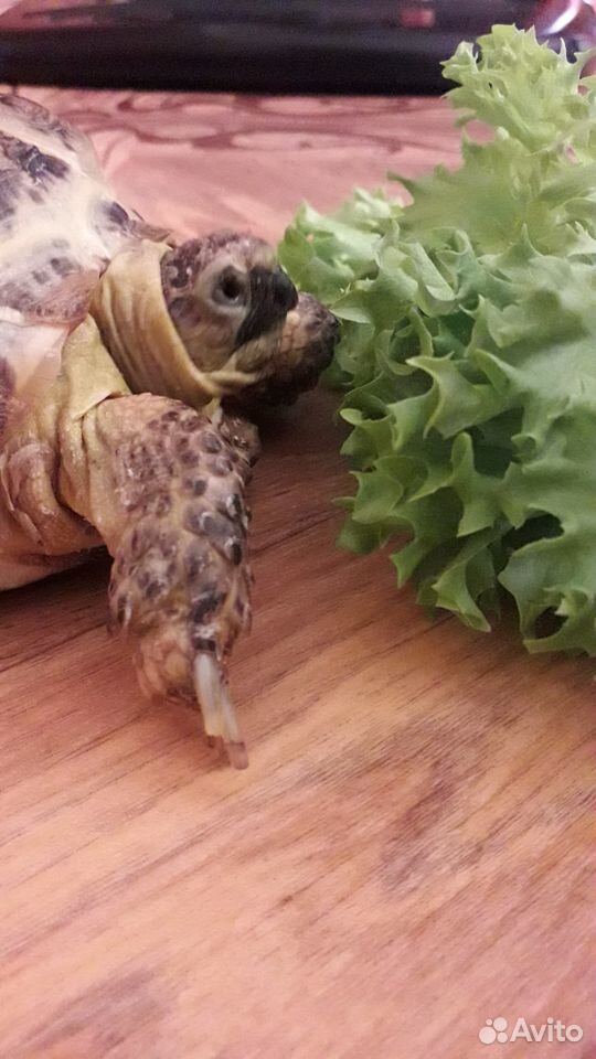 Сухопутная черепаха