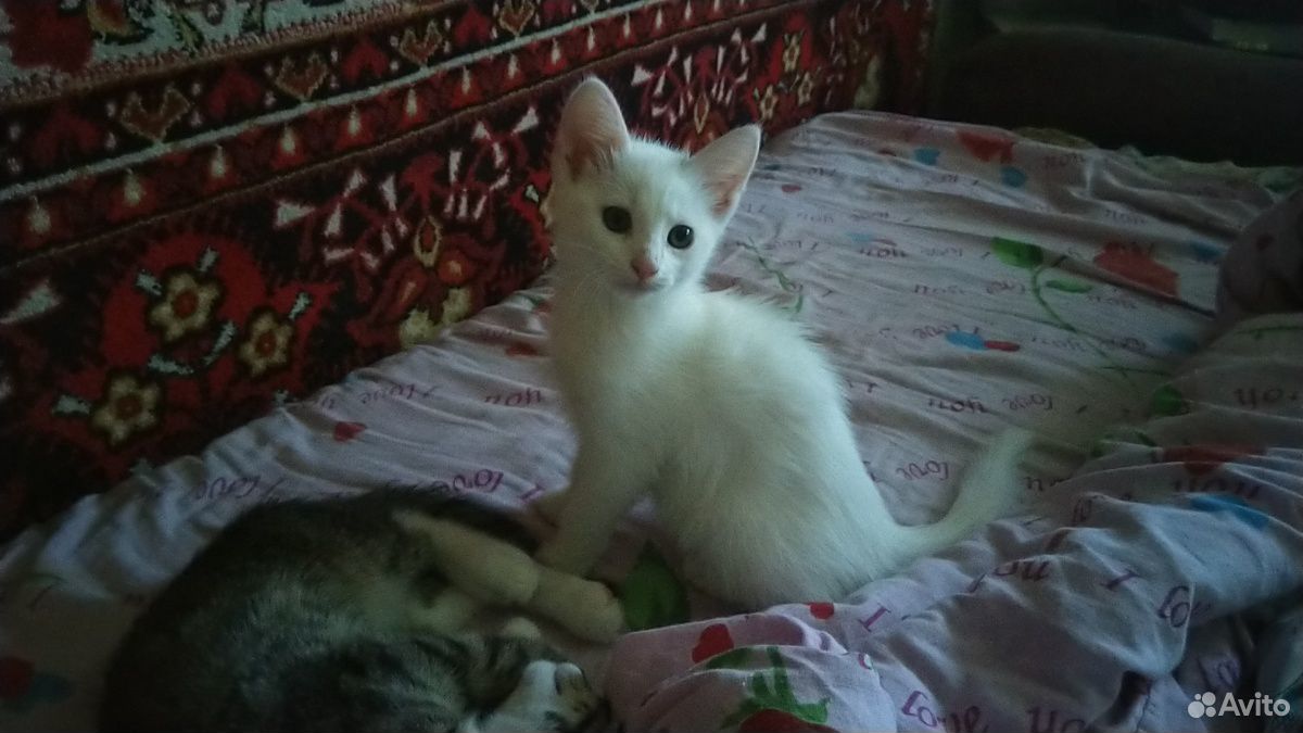 Ласковая кошечка 2 месяца метис ангоры