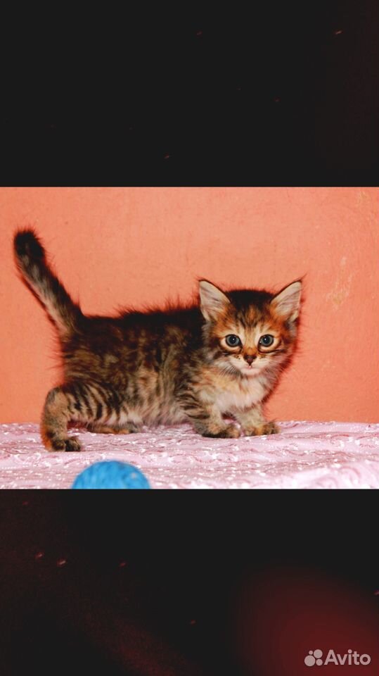 Котёнок девочка) Варенька. 1,5 мес ищет семью