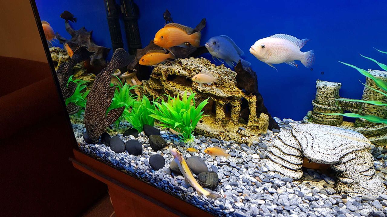 Аквариум на тумбе с рыбами и комплектом оборудован