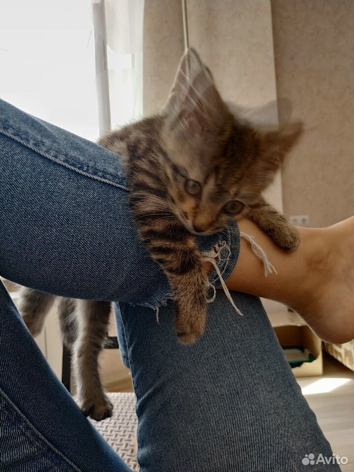 Котенок
