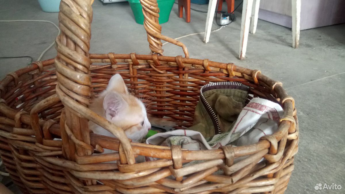 Мальчик котёнок 1.5 месяца отдам в дар