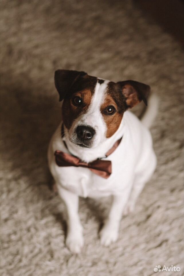 Джек Рассел терьер вязка/случка