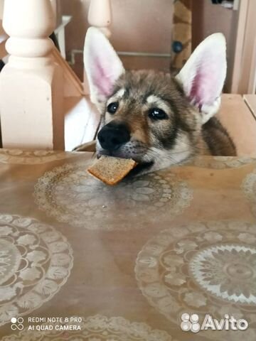 Щенок Чехословацкой волчьей собаки