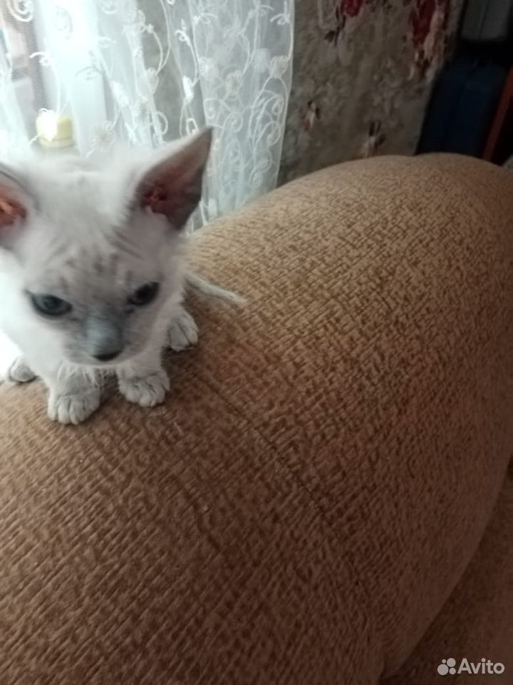 Котик сфинкс