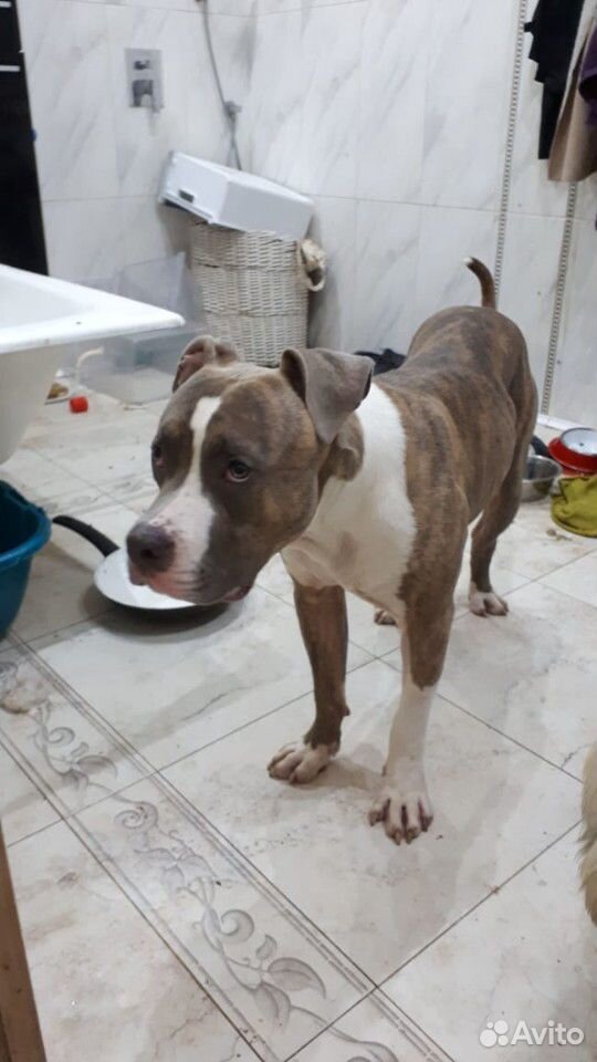 Стаффордширский терьер в добрые руки