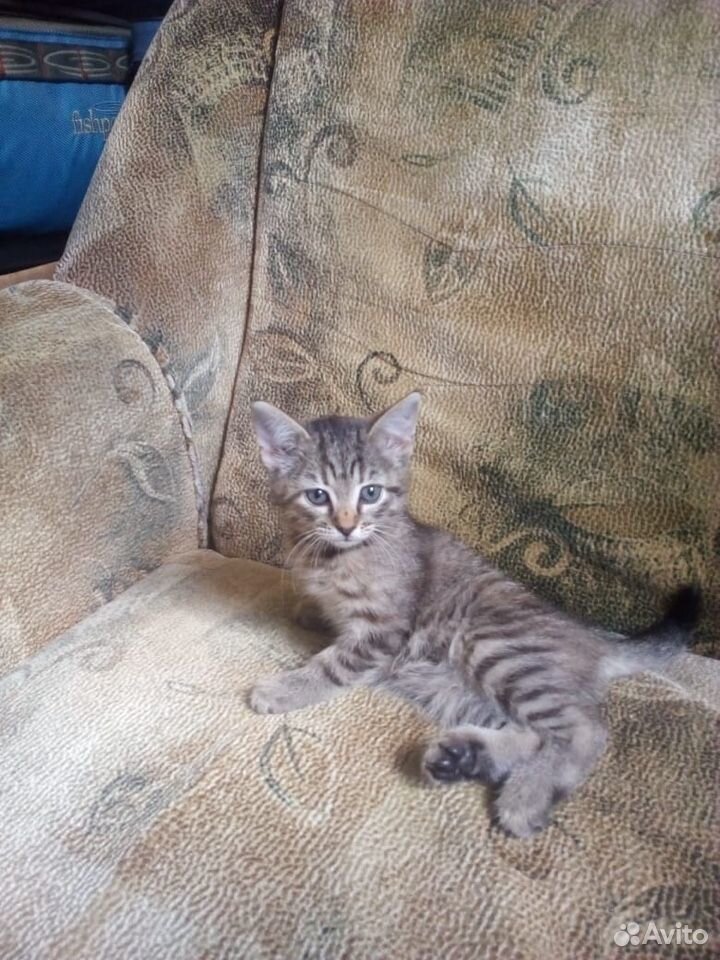 Мурыся 1,5 месяца в добрые руки