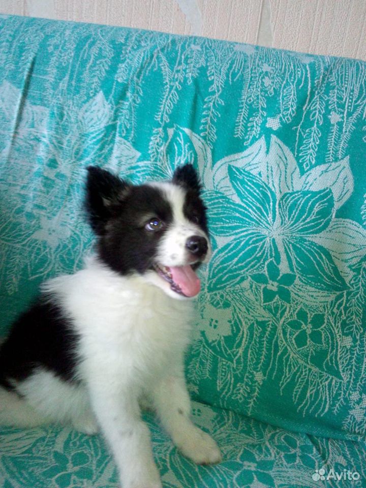 Золотце только в квартиру