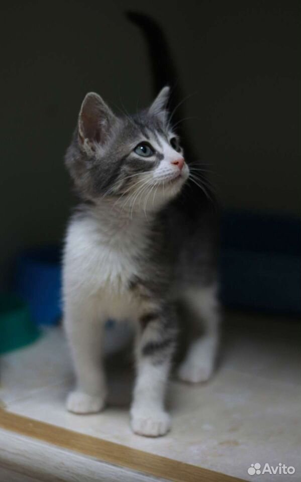 Незнайка, котенок, мальчик, 1,5 мес