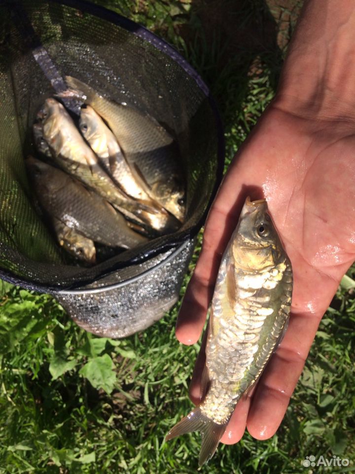Карп зеркальный для запуска в пруды