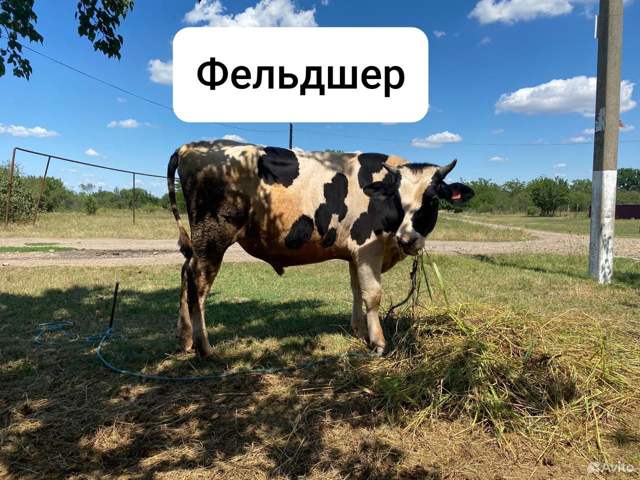 Бык