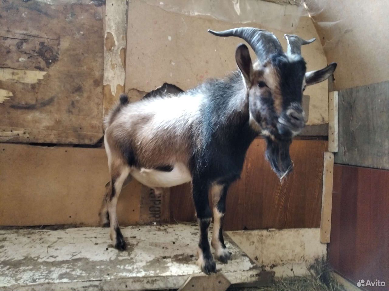 Козел Камерунский