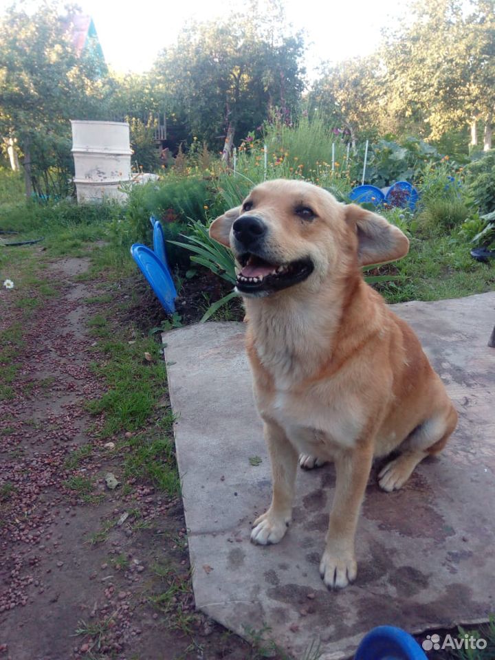 Кобель в добрые руки