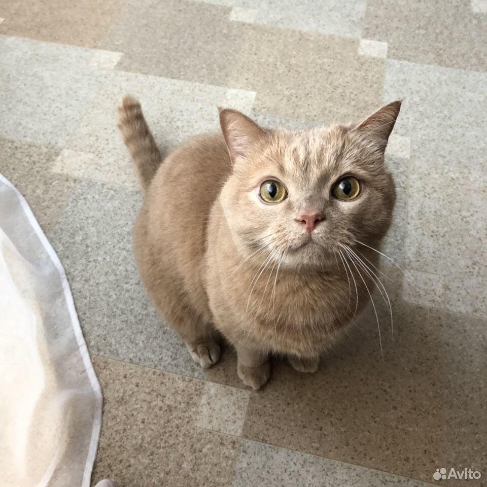 Отдам кота в добрые руки