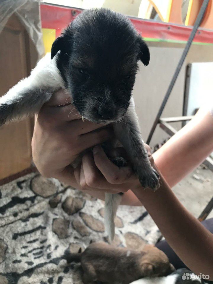 Щенятки в добрые ручки