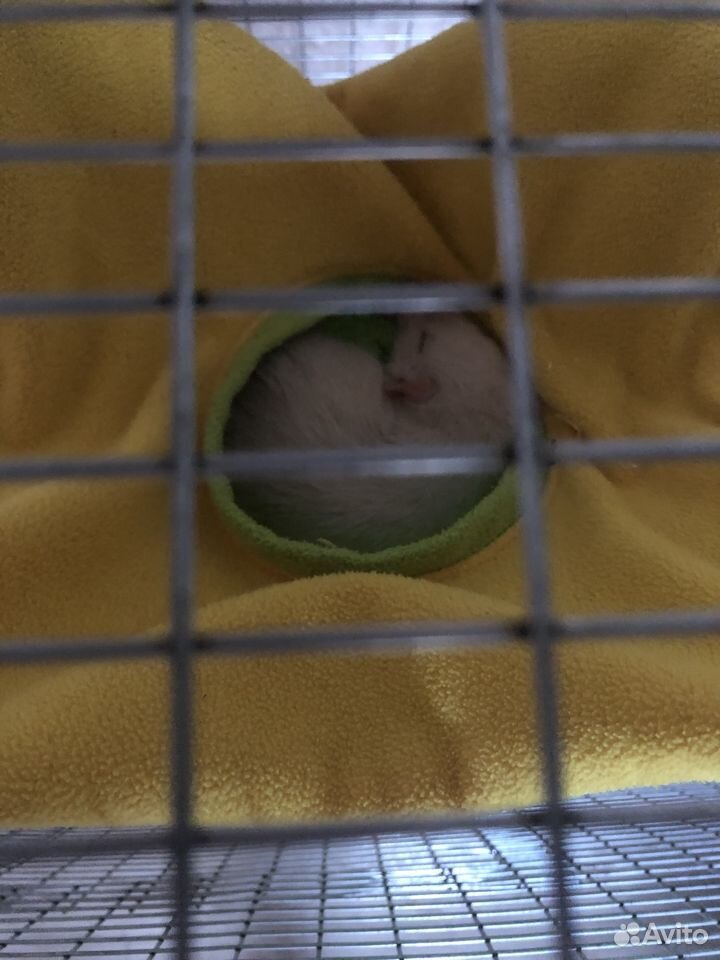 Крыса породы дамбо