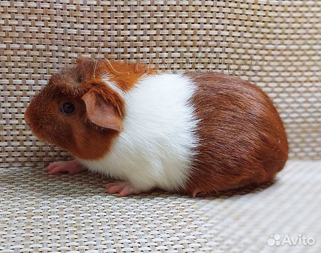 Морская свинка короткошерстная самка