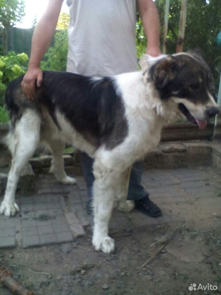 Предлагаю для вязки.кобель,2,5 года,привит