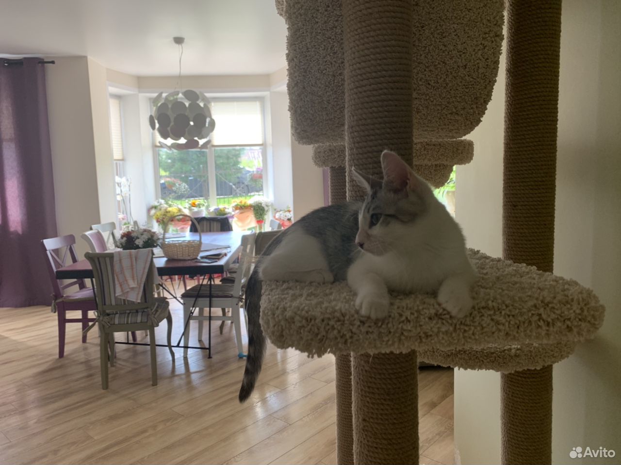 Котёнок мальчик 4 месяца