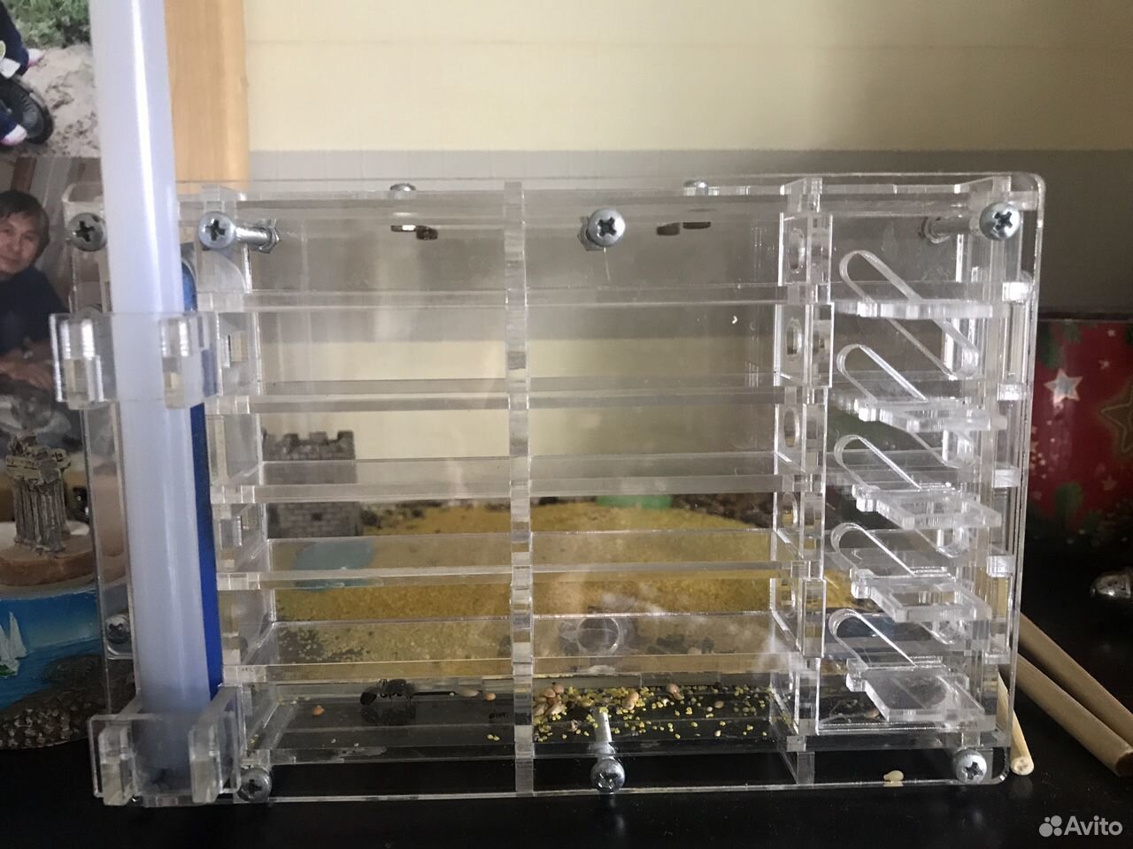 Муравьиная ферма с маткой и рабочим муравьем