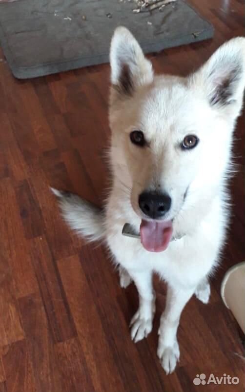 Собака щенок белый