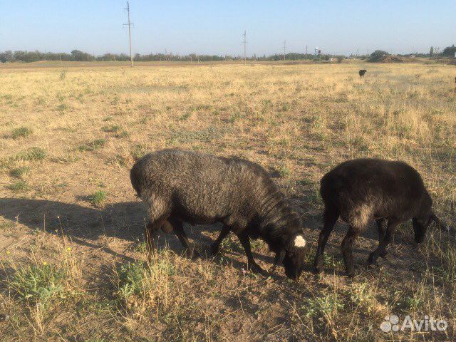 Племенной баран
