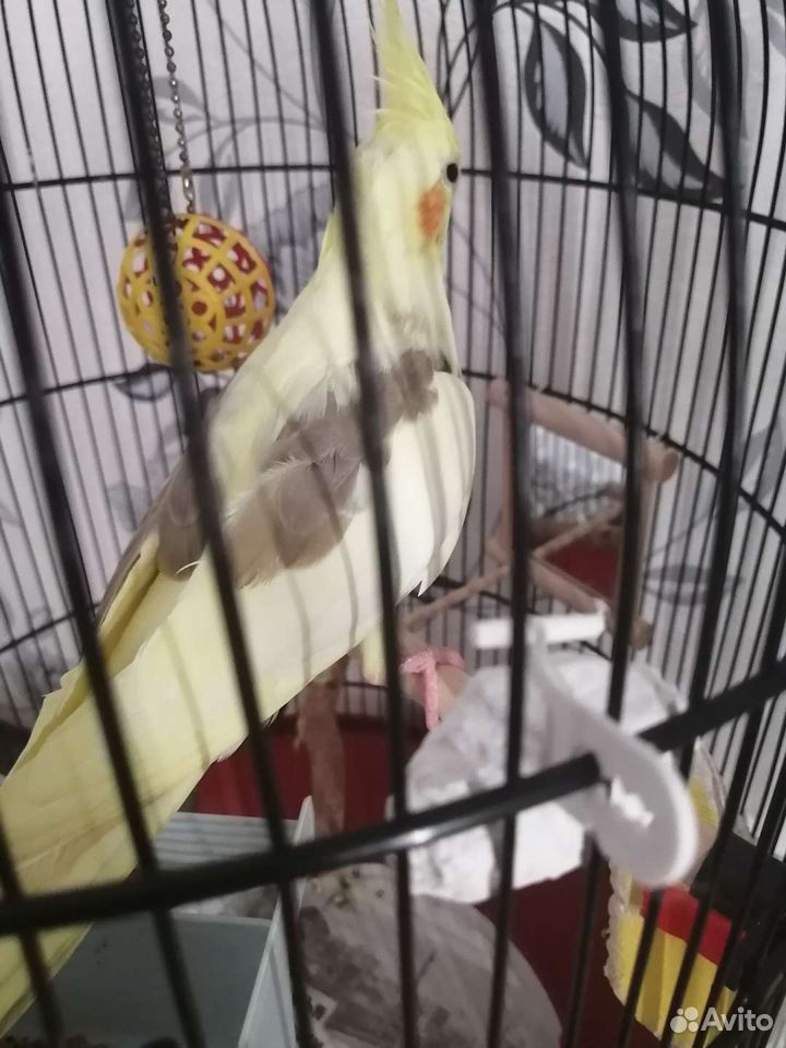 Попугай корелла