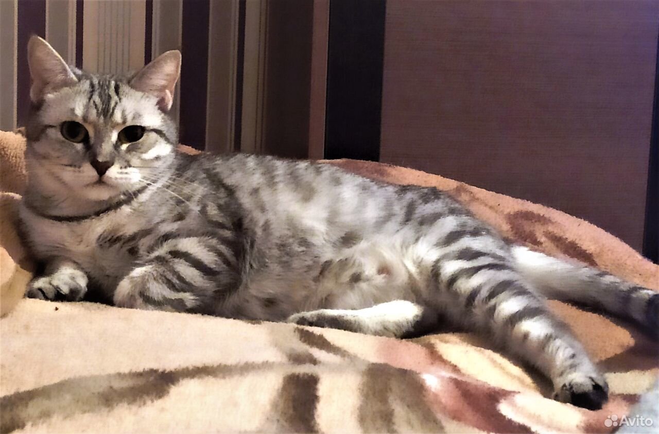 Британская кошка на вязку