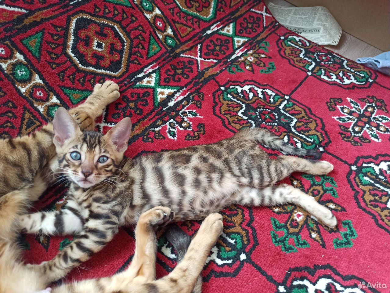 Бенгальская