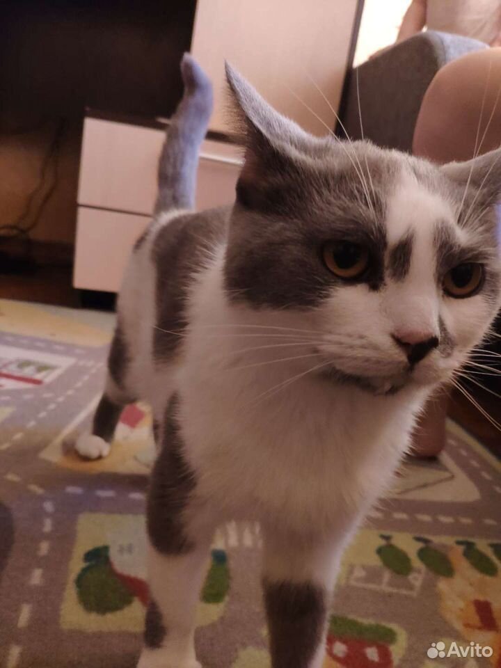 Кот Жора