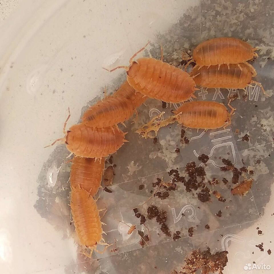 Мокрички Porcellio laevis "Orange"
